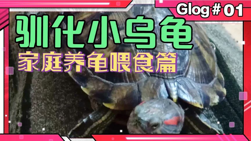 小龟的主人,要掌握乌龟的生活习性,才能把握好驯化节奏。