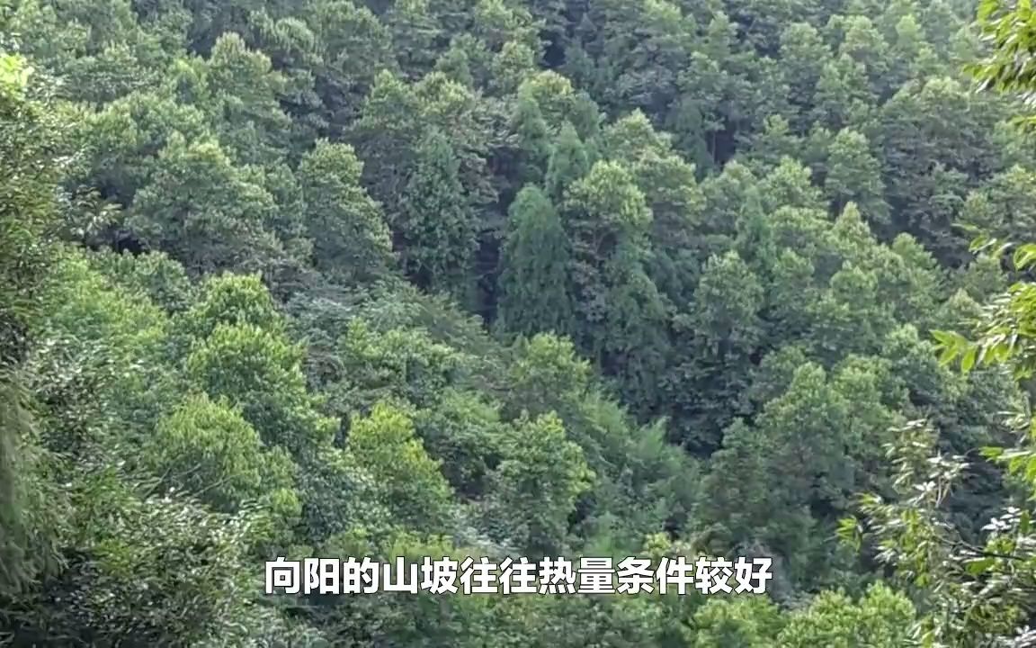 为什么阴山北坡的森林生长情况比南坡要好?
