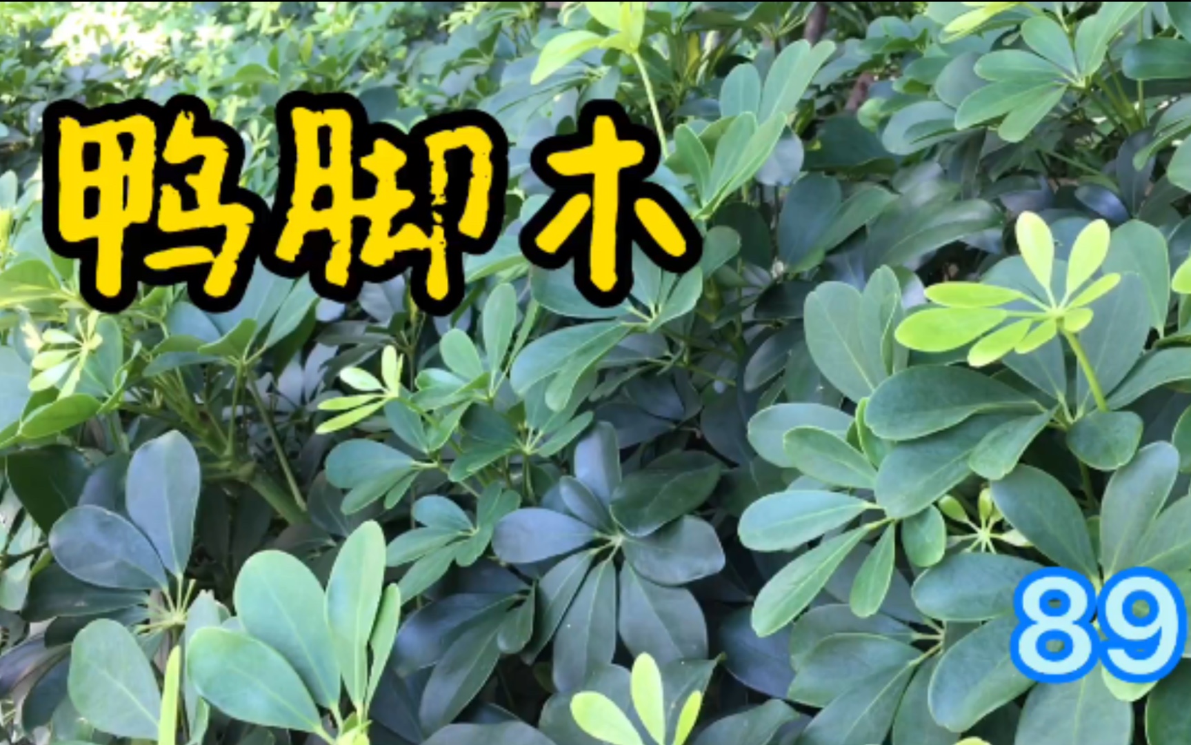 鸭脚木,长得平平无奇,但可解剧毒,了解一下没坏处