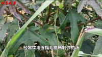 农村植物”五指毛桃“不但名字稀奇,用它泡的药酒还有这种功效,