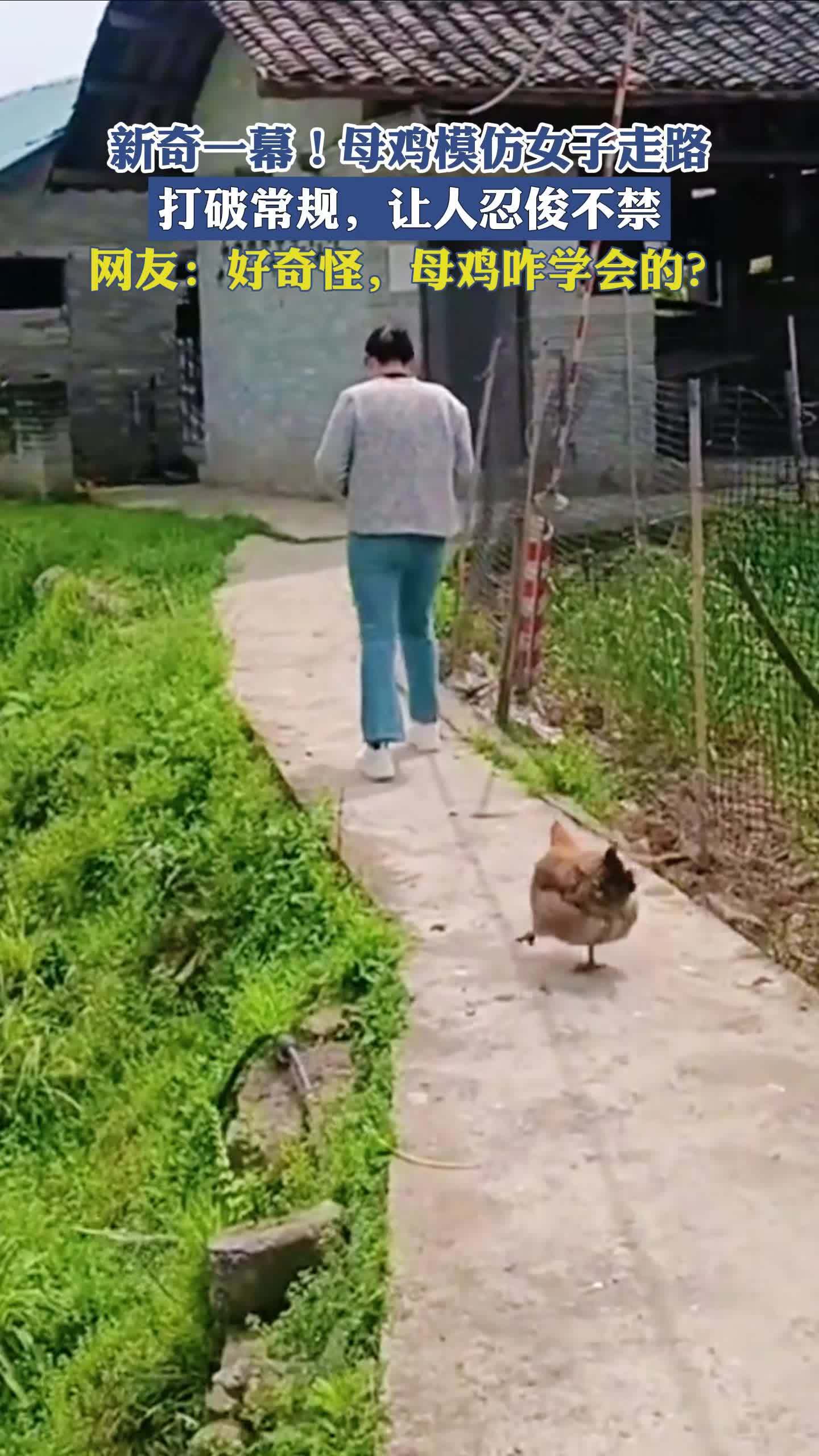 新奇一幕!母鸡模仿女子走路,打破常规,让人忍俊不禁!