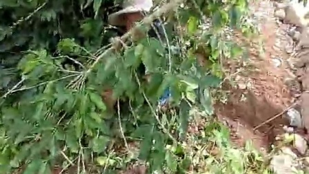 4227-咖啡树修枝-logo一目天《云南咖啡种植基地之旅》