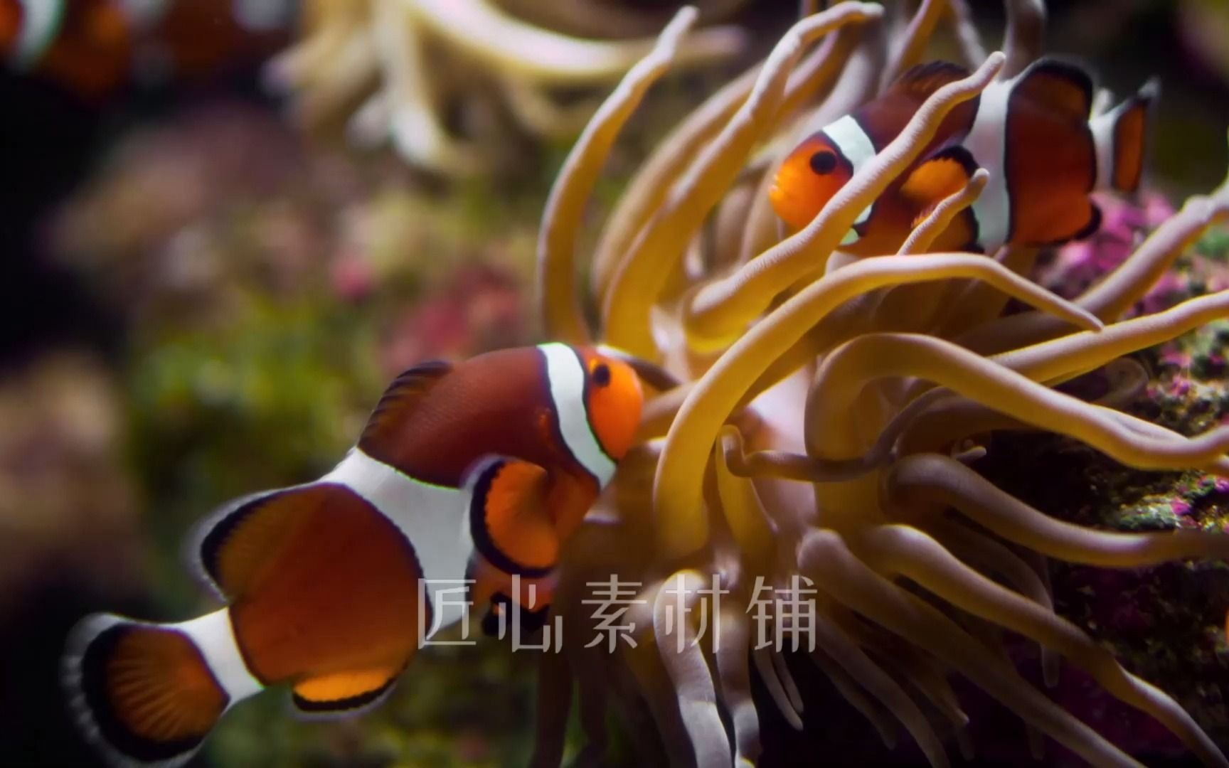 2小时海底世界小丑鱼和珊瑚水族馆LED大屏保程序4K超高清视频素材