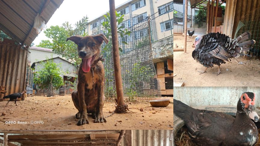 各种各样的小动物