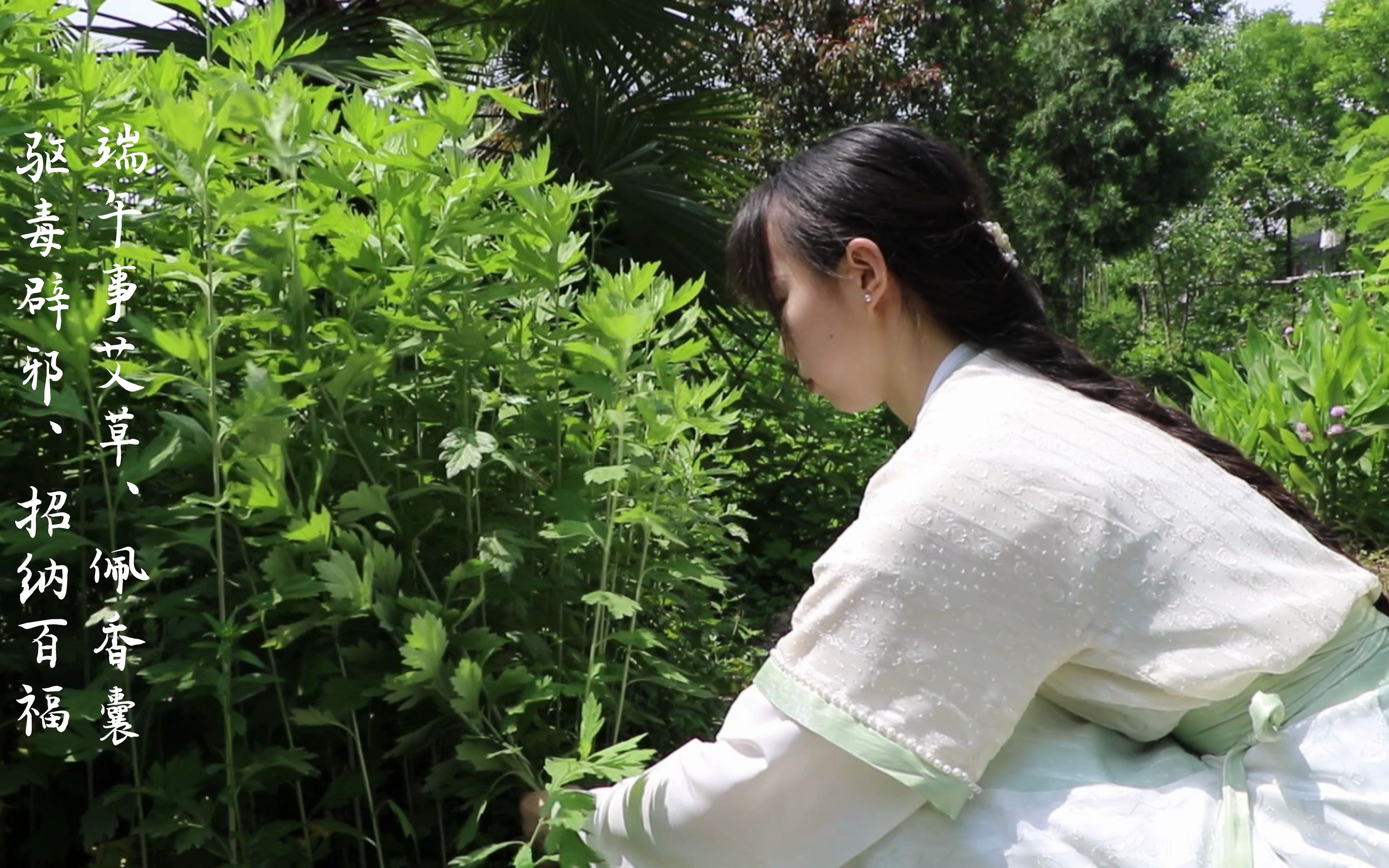 温经止血集之艾草(下--端午篇)