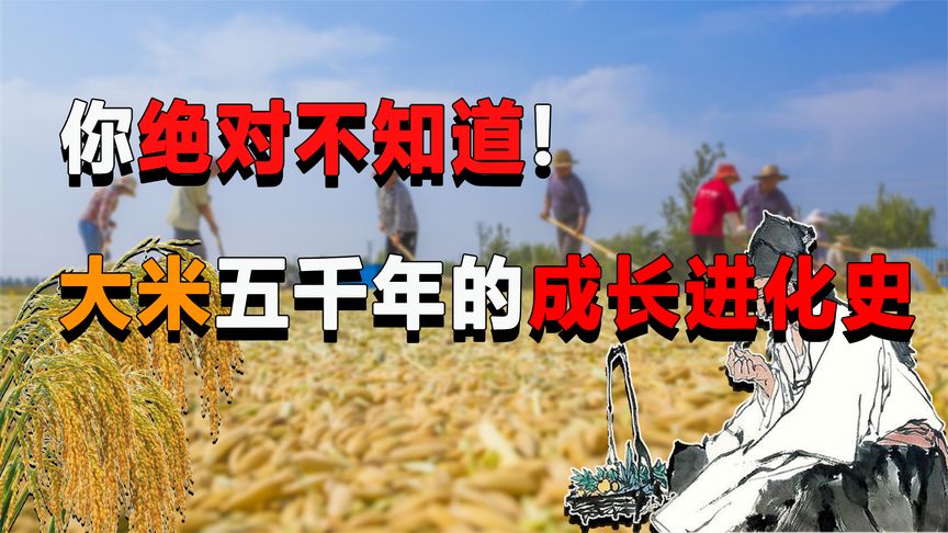 大米的成长进化史,从野草蜕变为我国人民的主食,它都经历了什么