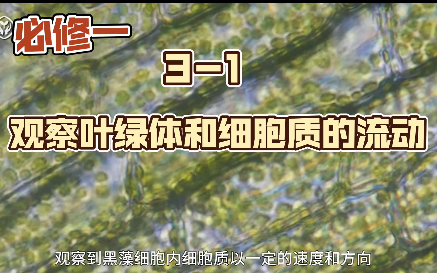 3-2用高倍显微镜观察叶绿体和细胞质的流动