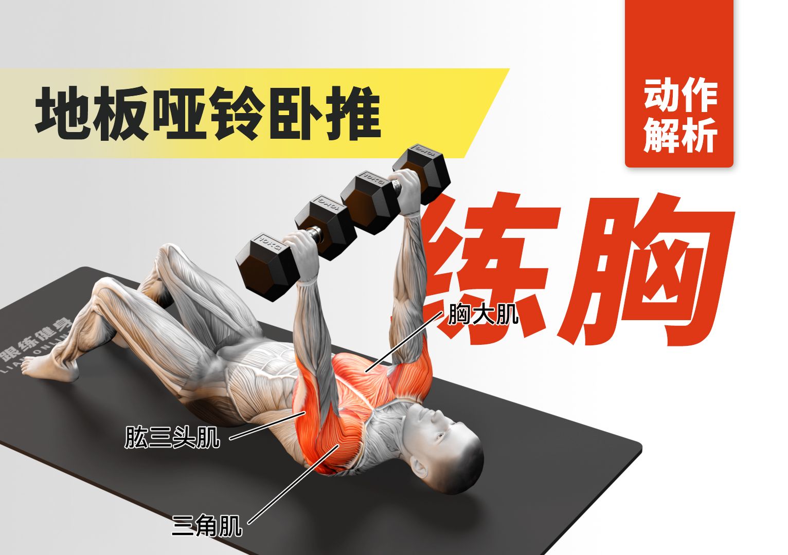 【地板哑铃卧推】躺平动手就能把胸(肌)练大的小器械健身训练