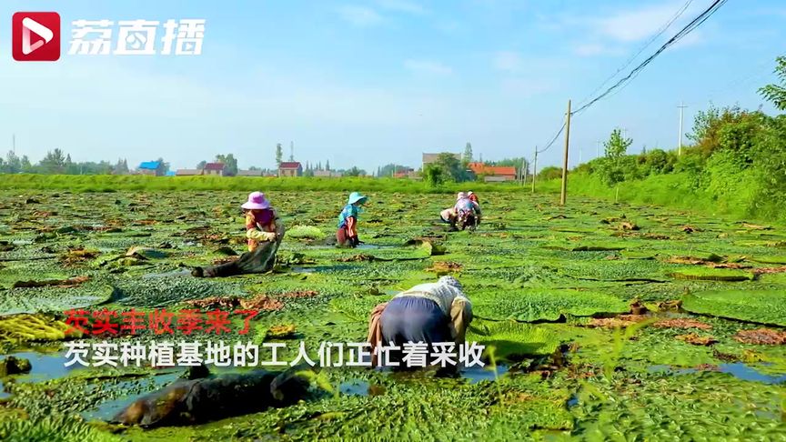 芡实丰收啦!带你看农户采收现场,原来芡实长这样!