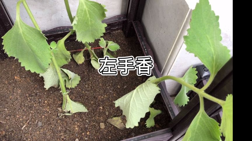 有湿疹有皮肤炎症看过来#分享一种杀菌消炎可舒缓皮肤过敏的植物