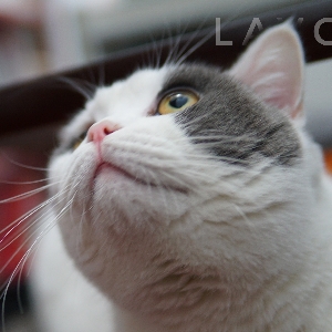 L_24S 