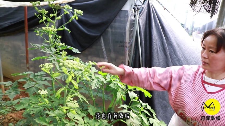长的像野草的“独活”,没想到药效那么厉害!祛风除湿,痛痹止痛