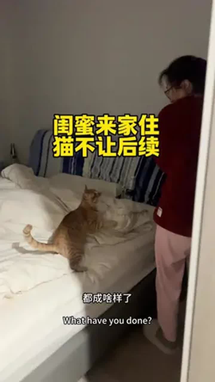 ...雷锋第二集 奉上母猪的产后护理大全ppt,家里有个这小猫你就偷着乐去