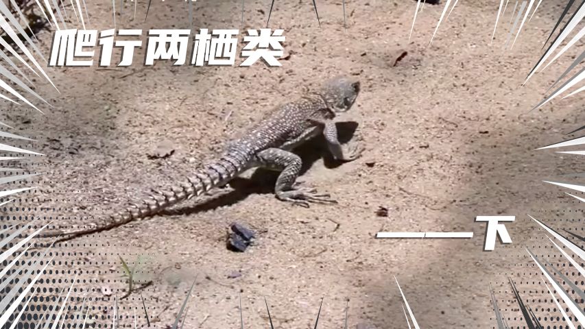 BBC生命Life,爬行两栖类动物