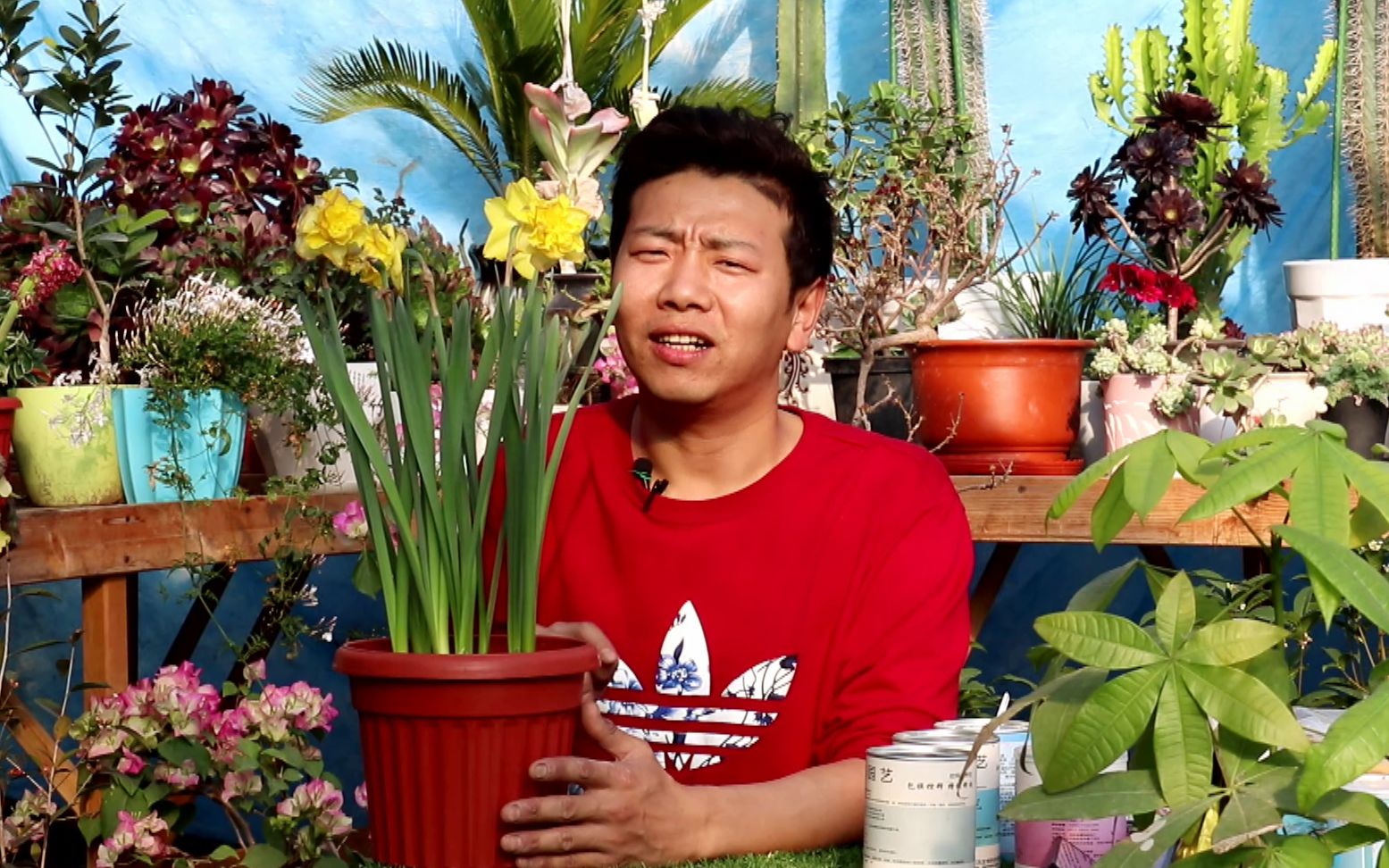 洋水仙开花这样修剪,快速养球,明年照常能开花,不必重复买!