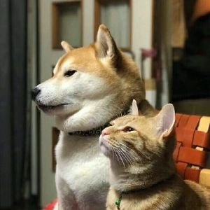 红闫 