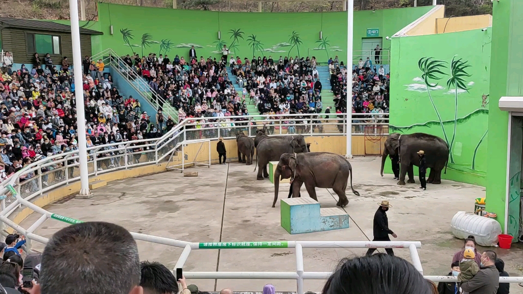 大连森林动物园大象表演
