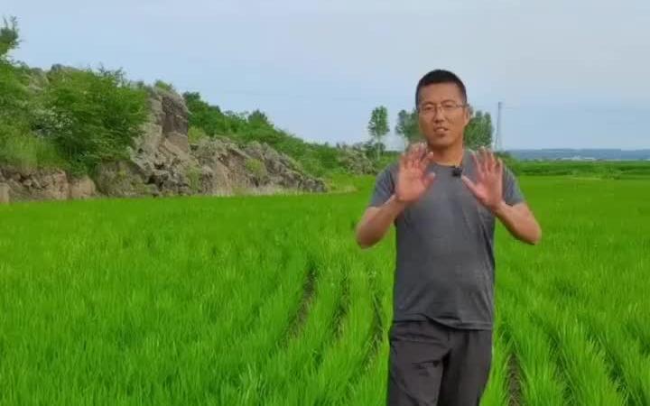 记录黑龙江响水大米种植全过程晒田!