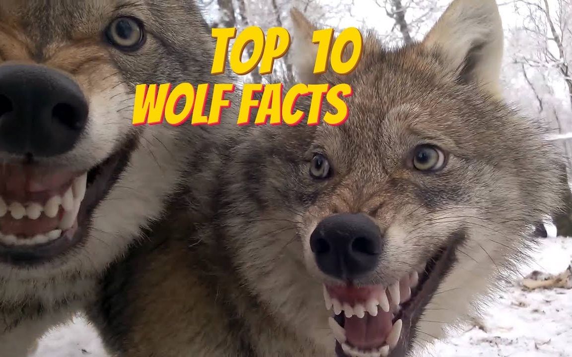 狼是怎么被驯服成狗子的?狼语者告诉大家:关于狼的10个小知识