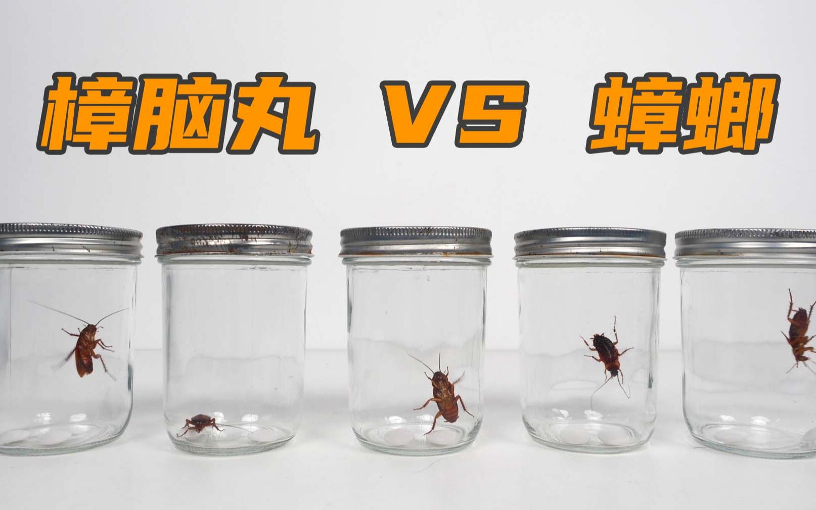 实验:樟脑丸可以杀死蟑螂吗?