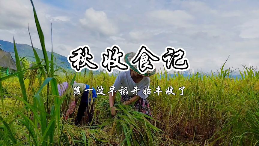 早稻秋收记,带大家看看我们傣家的稻田长啥样?丰收吃啥?