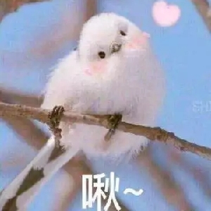 阿芩rr 