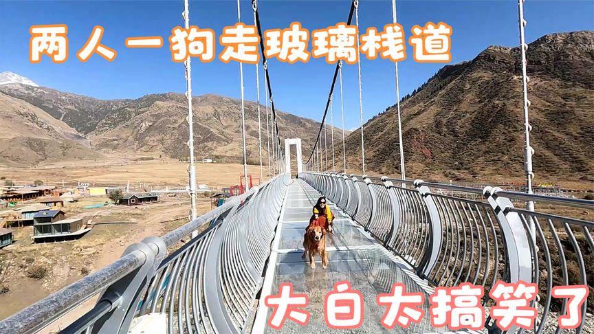 到了归园田居塔村,南疆难得的一片草原,带大白走玻璃栈道吓坏了