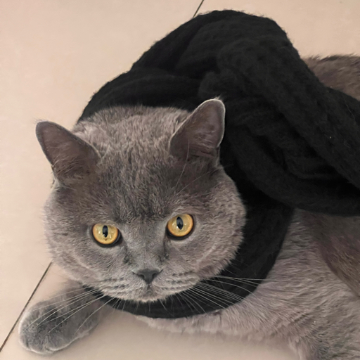 猫猫吃火锅cehp 