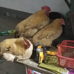 你的名字果一个人能 