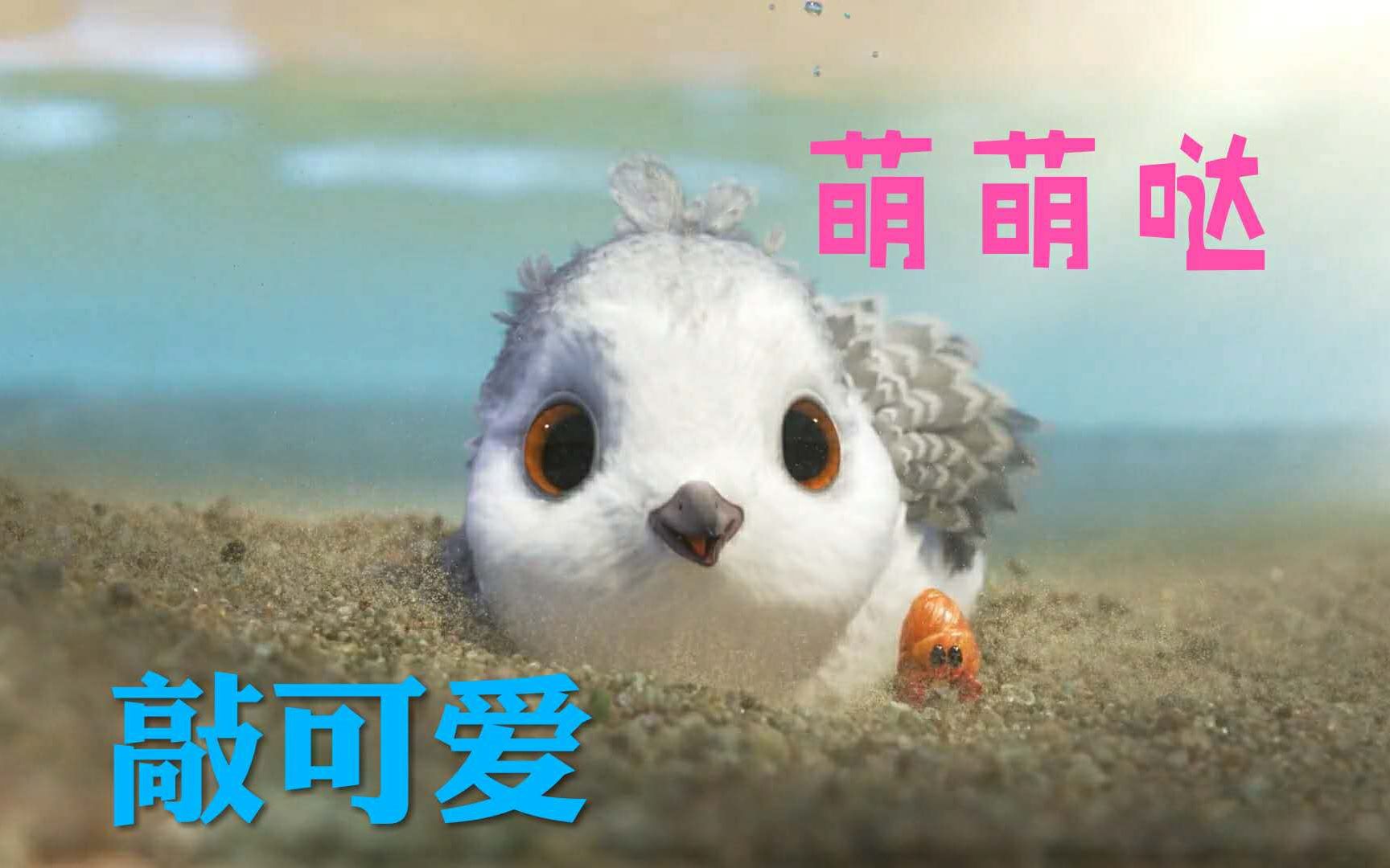 【奥斯卡最佳动画短片】鹬piper 和萌萌哒的鹬宝宝(●'◡'●) 一起体验...