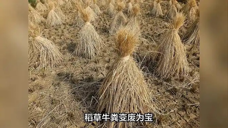 稻草的用途有哪些?牛屎粪有什么用?