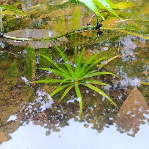 山坑土螃蟹 
