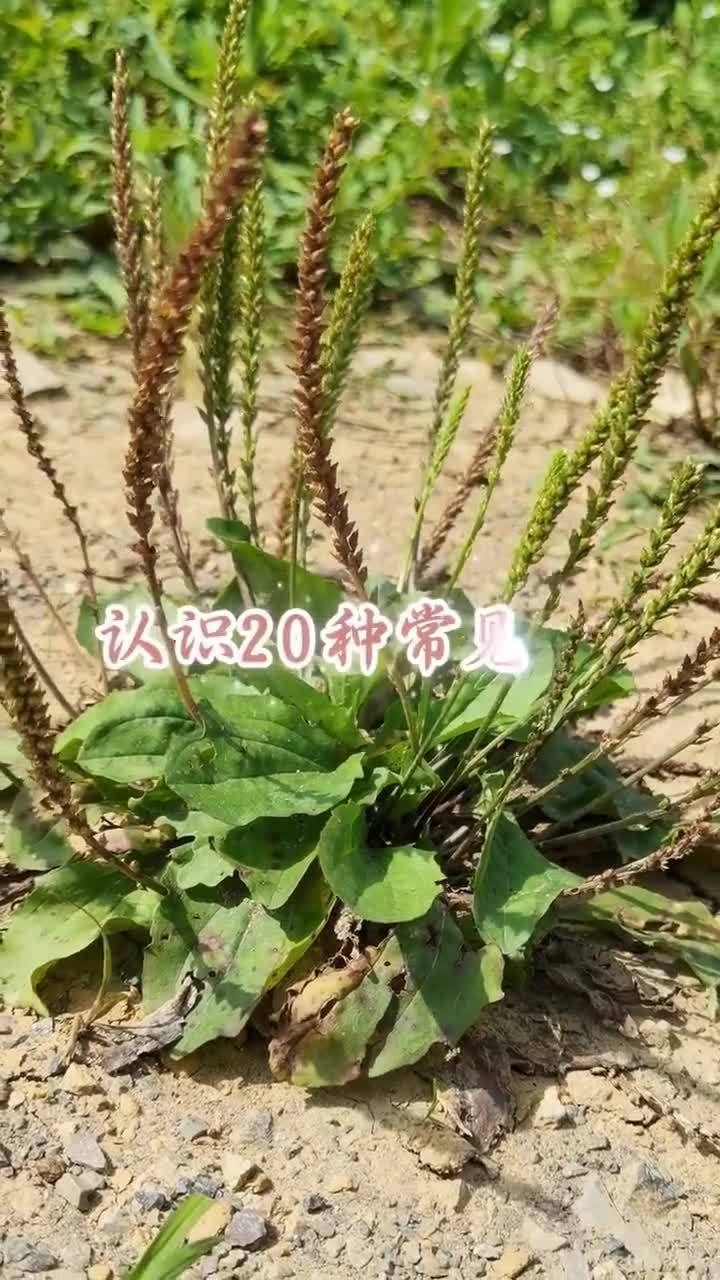 实拍分享农村常见20种中草药,你认识几种?