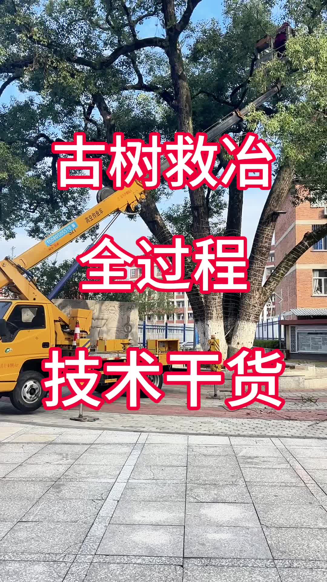 古香樟树救冶复壮全过程,视频有点长,纯技术干货! 古香樟树救冶复壮全...