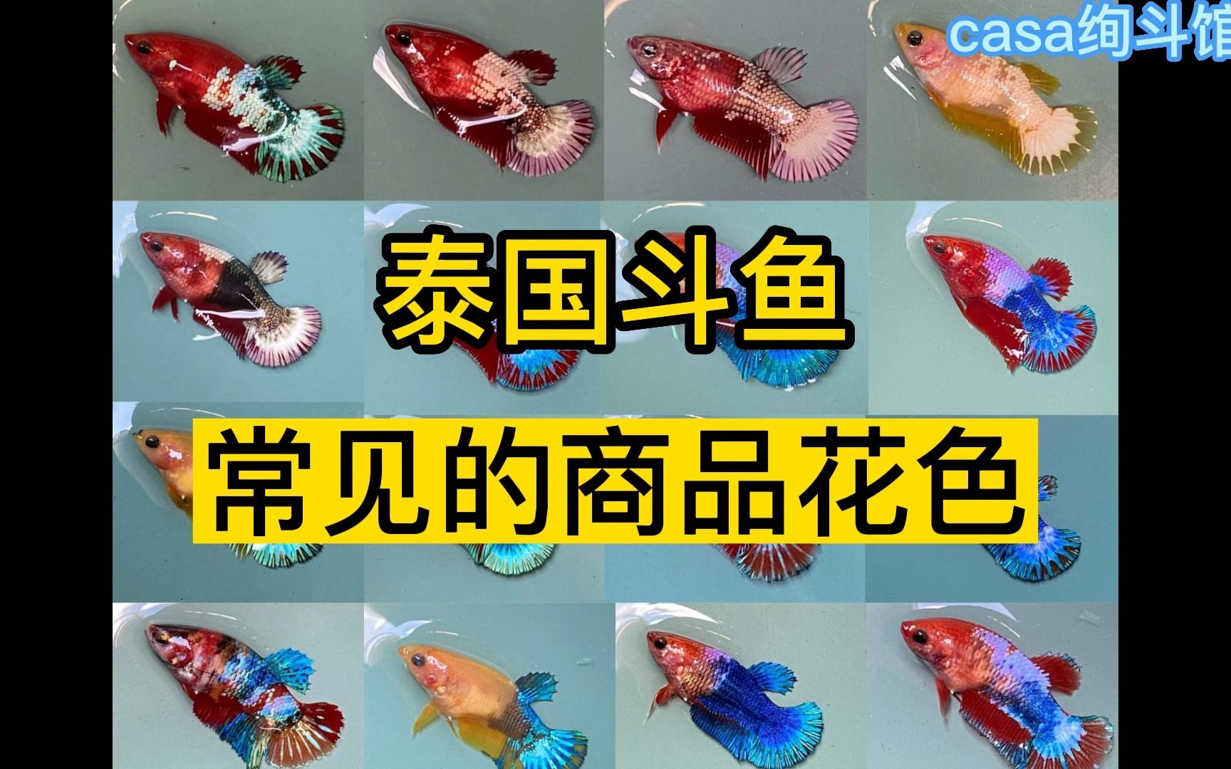 国内最全泰国斗鱼花色详解,第一期色系商品名