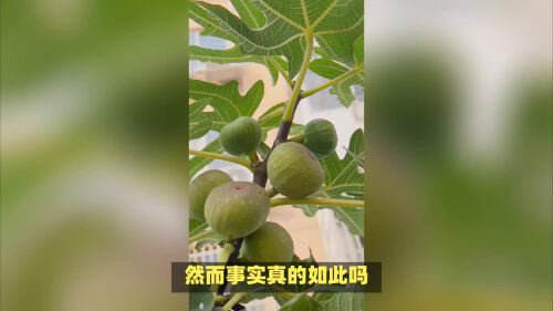 无花果 “无花” 之谜:探寻隐藏的花期真相