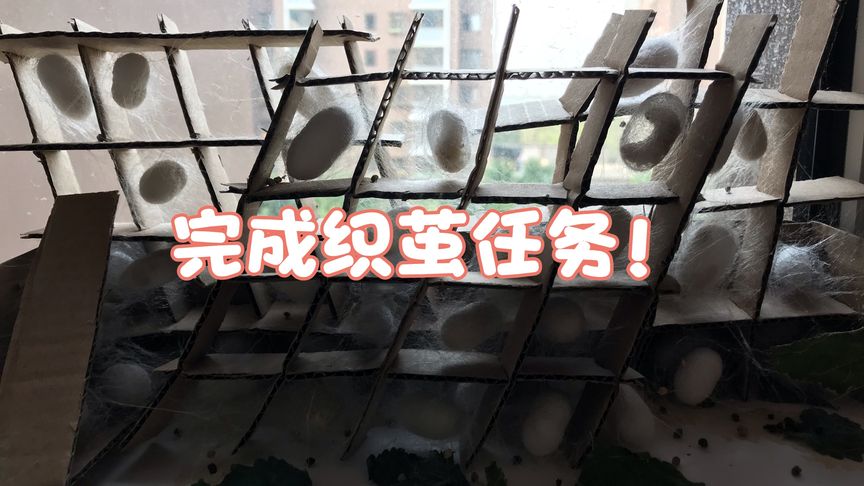 [养蚕日记]40天,蚕宝宝全部织茧完成!