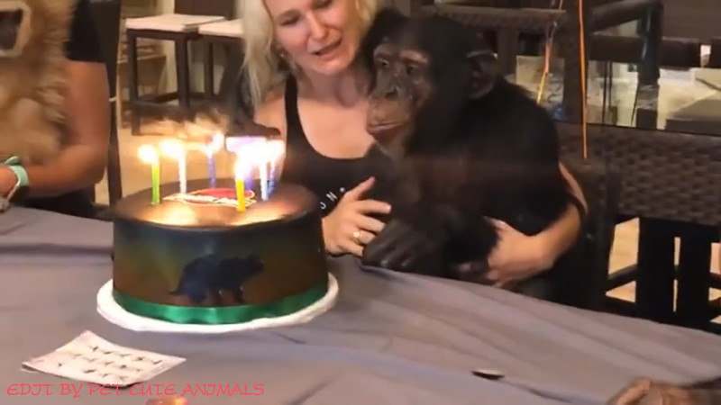 动物保护组织给猩猩过生日,猩猩高兴得手舞足蹈,开心坏了