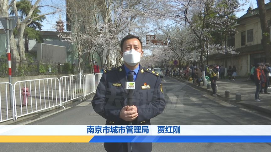 城管行:烂漫樱花 城管相伴