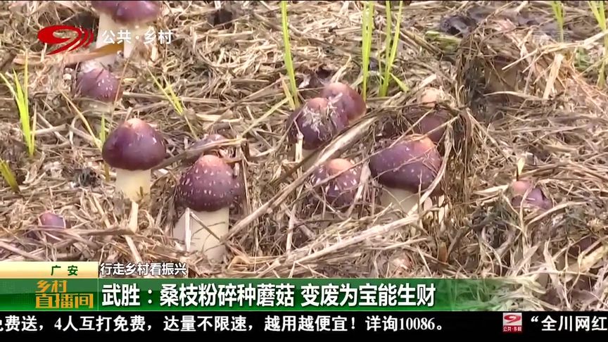 桑枝食用菌,一朵朵生态菇,撑起村民的致富伞