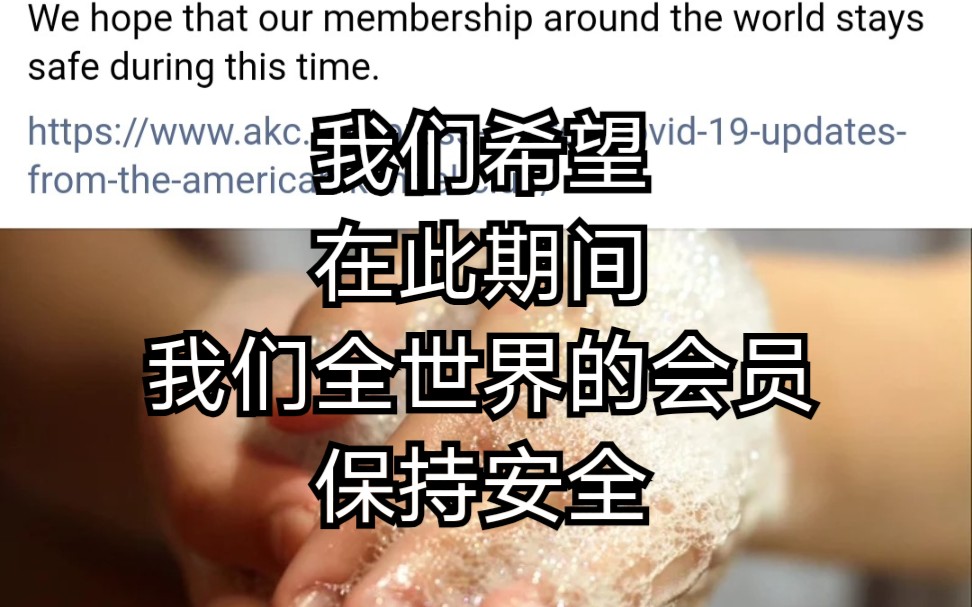 连美国犬业协会AKC都开始正视2019-新型冠状病毒了,官网为会员做了...