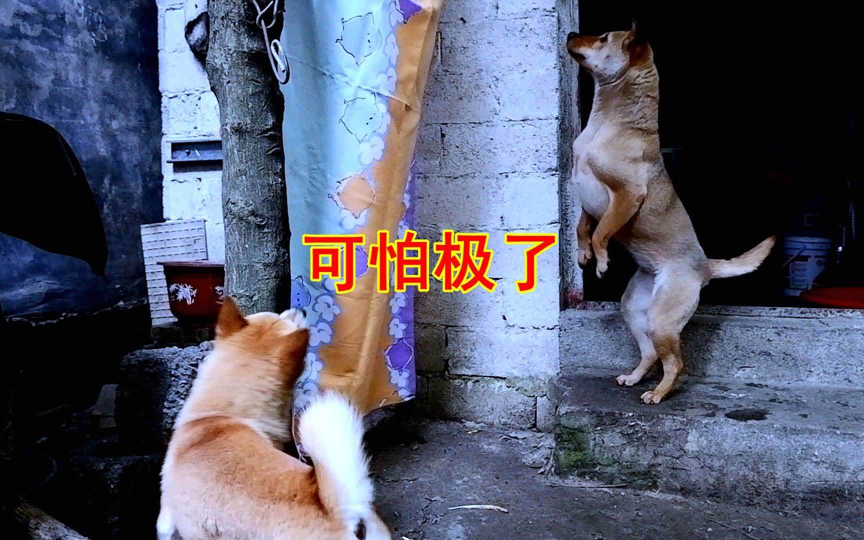 狗狗半夜对着床单狂叫不止,监控拍下了狗狗不为人知的一幕