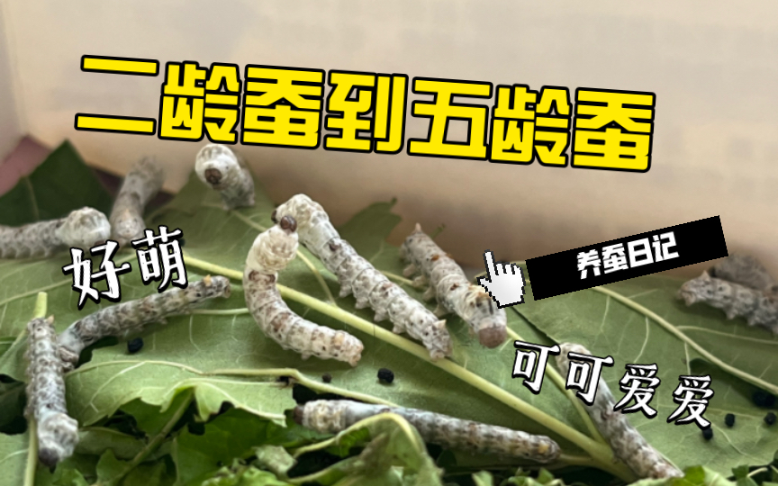 养蚕日记二龄蚕蜕皮到五龄蚕