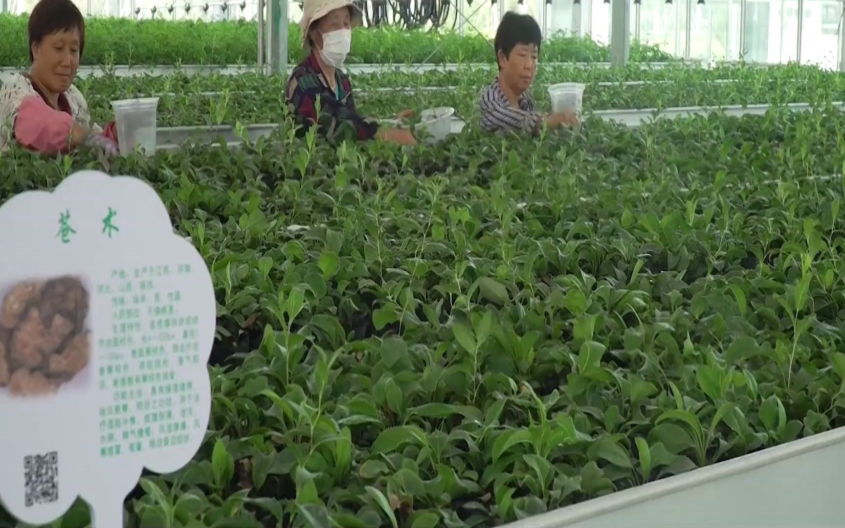 安国现代中药农业园区宣传片震撼来袭