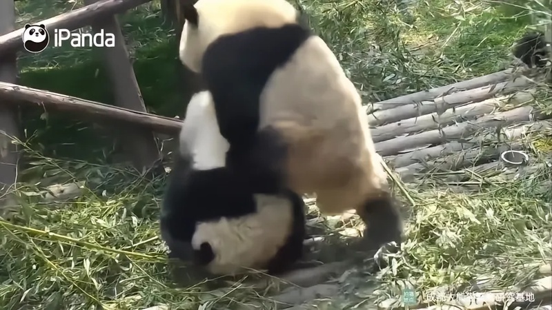 熊猫学校的校园霸凌:让你比我白,我今天必须把你打得明明白白