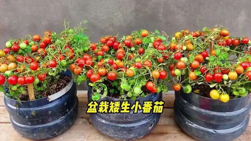 用废弃水桶在家盆栽矮生小番茄,产量喜人,好看又好吃
