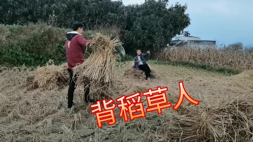 收完谷子的稻草有大用处,邓幺妹和老公去田里扎稻草,手法太熟练