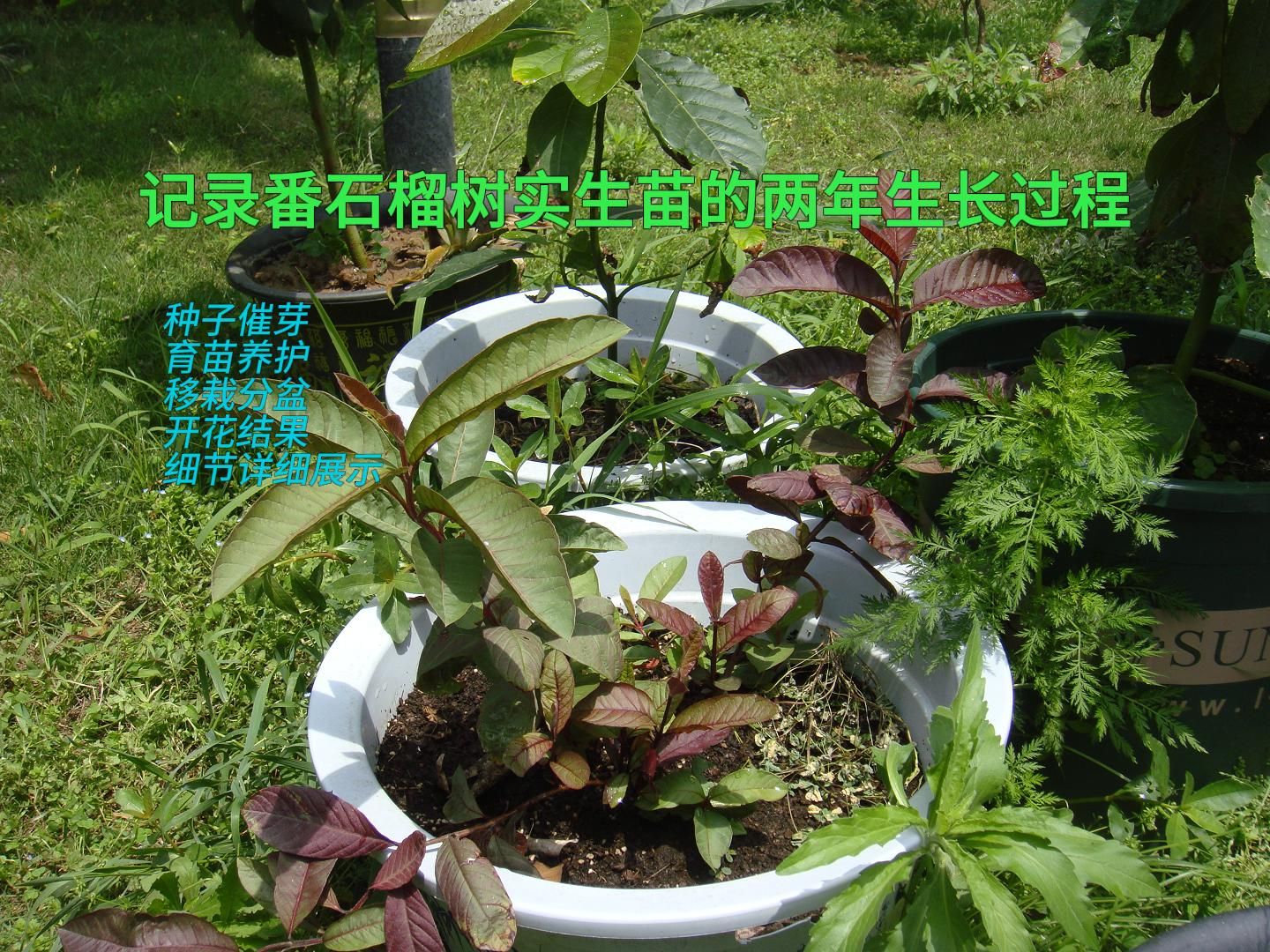 详细记录红心芭乐番石榴树从种子到开花结果的2年生长过程