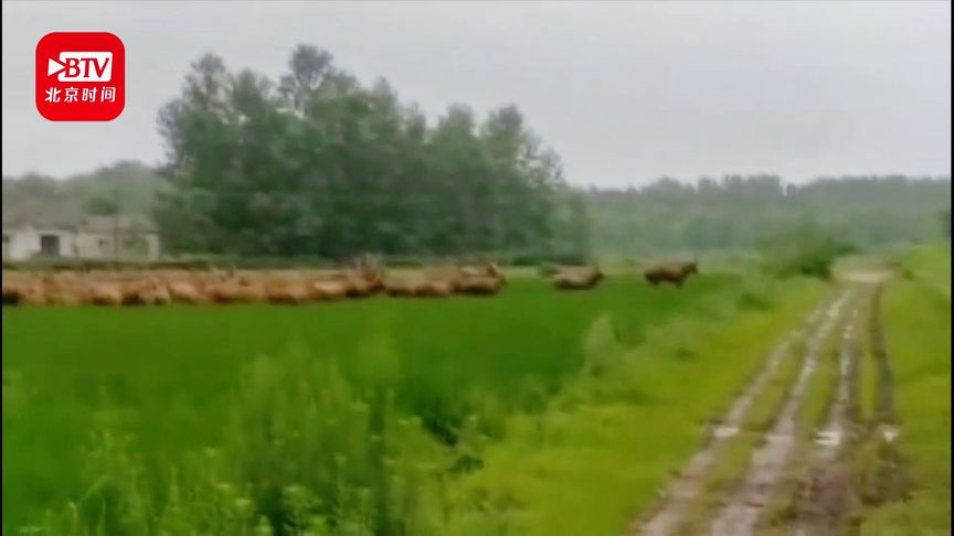 持续暴雨致洲滩被淹 麋鹿跑到村民家门口吃“霸王餐”