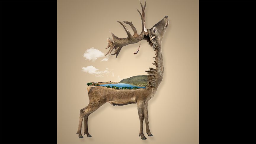 PS学习61--动物创意合成设计,自然界的馈予,完美融合